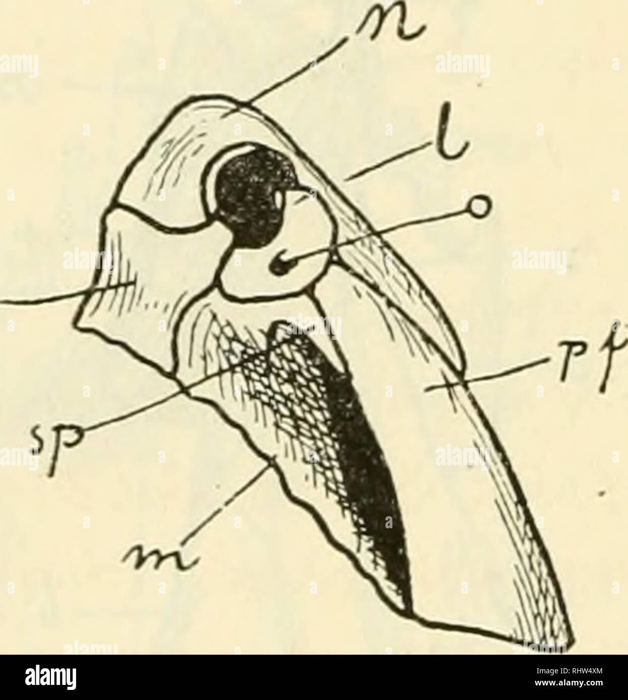Knochen schmal hi-res stock photography and images - Alamy