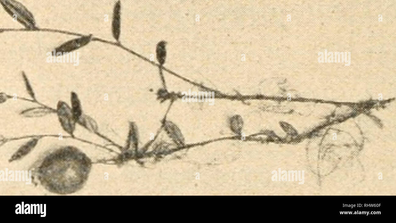 Sparrig hi-res stock photography and images - Alamy