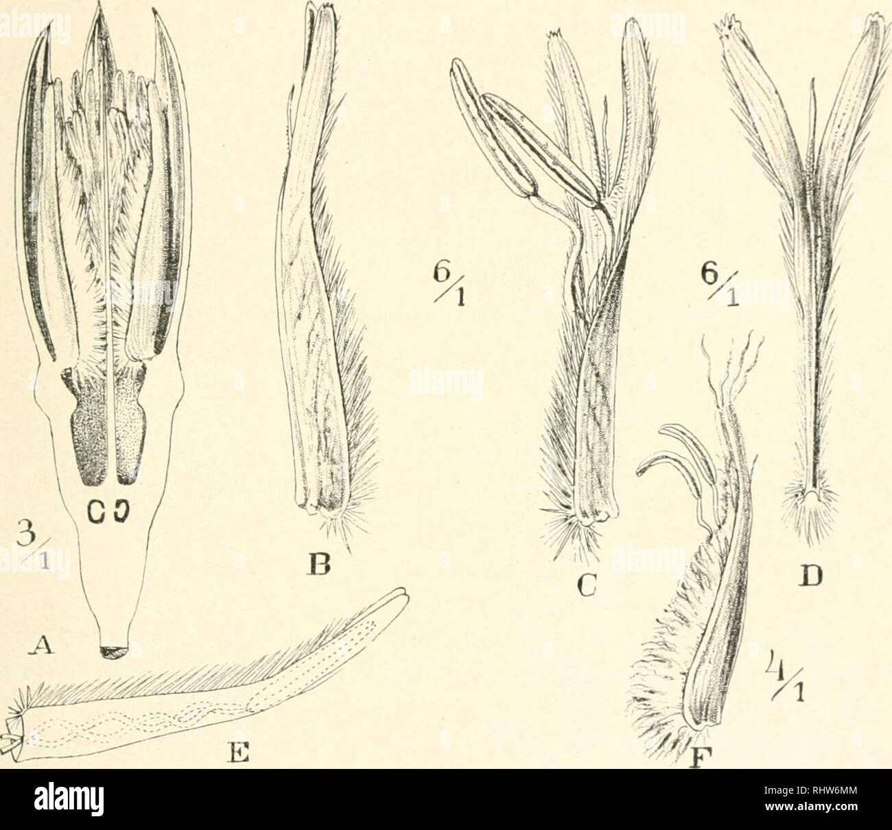 Stauben High Resolution Stock Photography and Images - Alamy