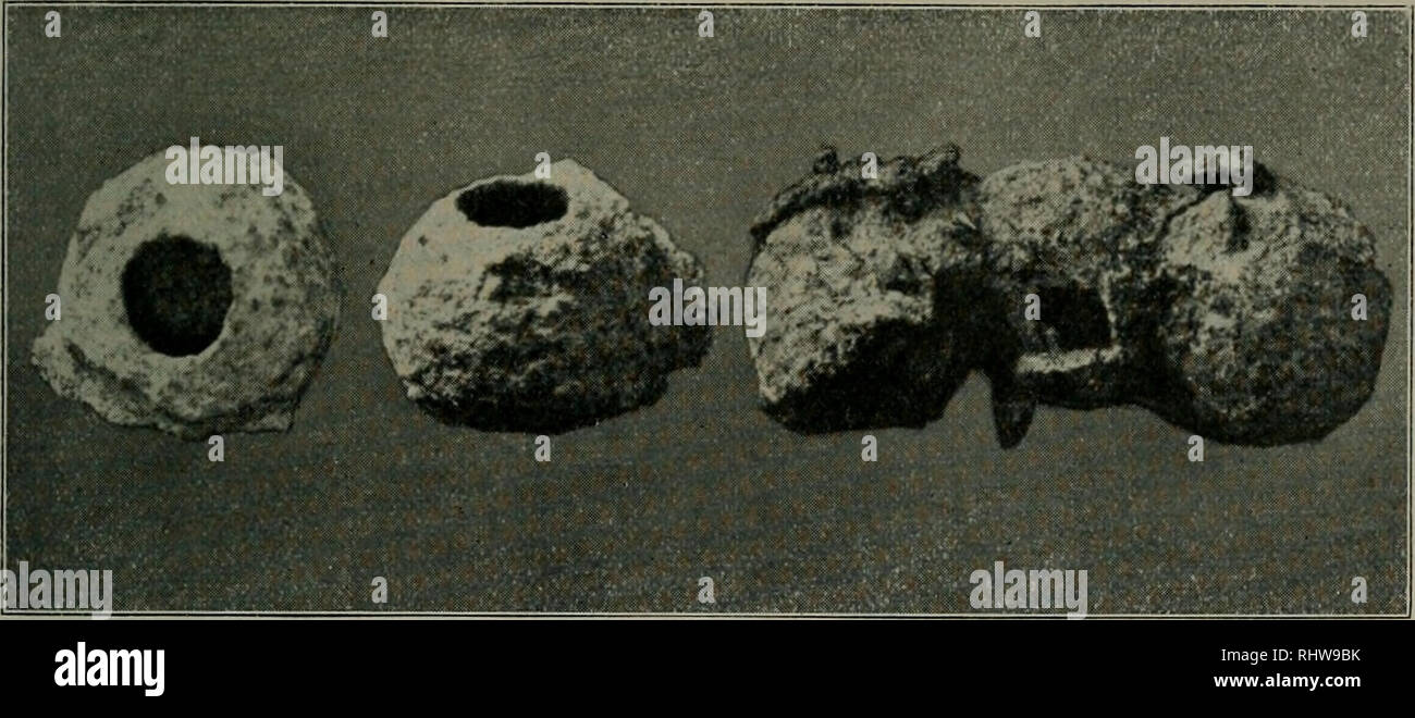 Vespiden hi-res stock photography and images - Alamy