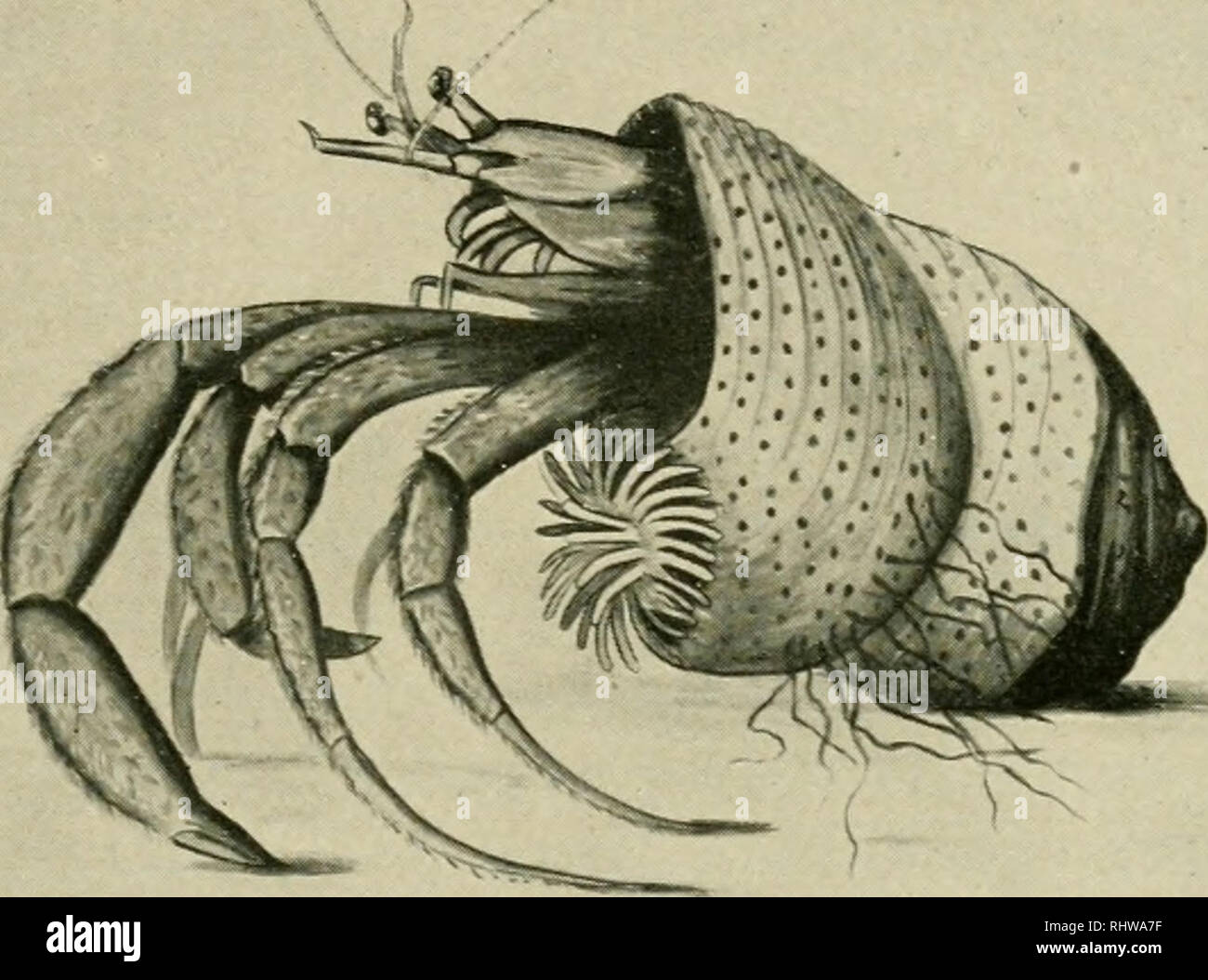 Adamsia palliata hi-res stock photography and images - Alamy