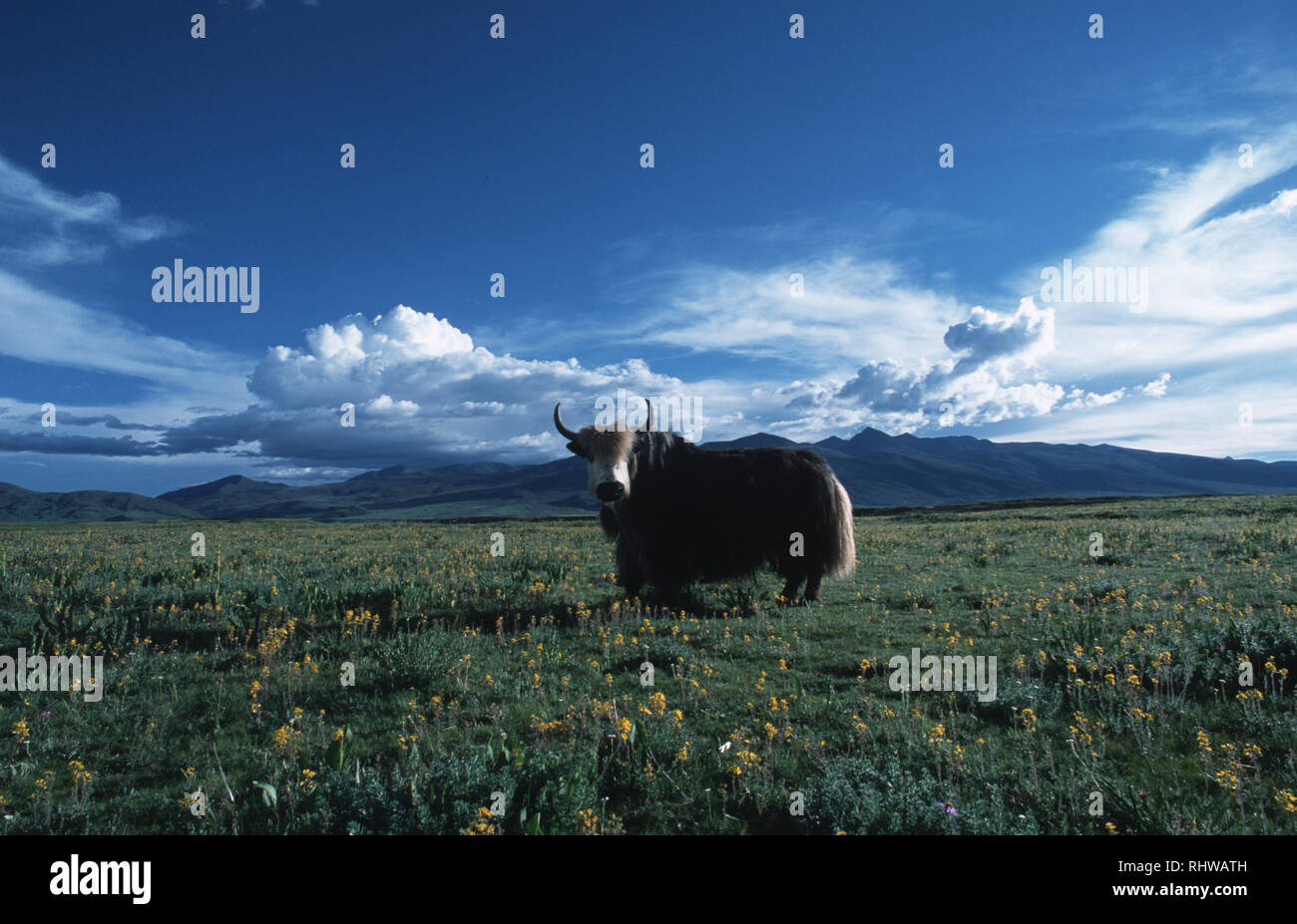 Caption: Litang, Sichuan, China - Aug 2003. A Yak on the wild flower ...