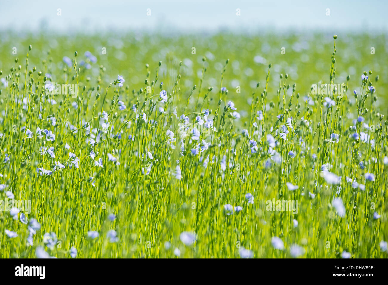 Large field of flax in bloom in spring Stock Photo - Alamy