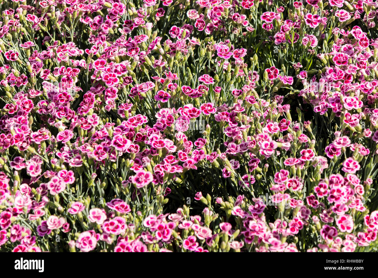 flowery and colorful carnations in a spring flower market Stock Photo ...