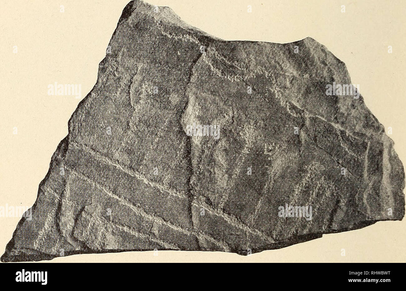 . Bergens Museums aarbok. 20 Eyvind de Lange. [Nr. 4 dypninger i toppen ...