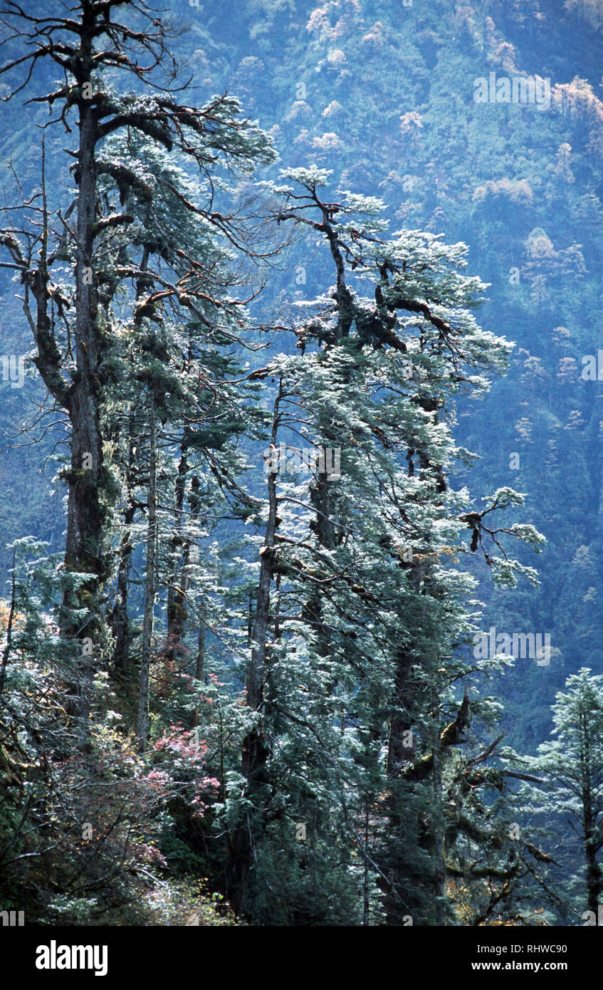 Dulong hi-res stock photography and images - Alamy