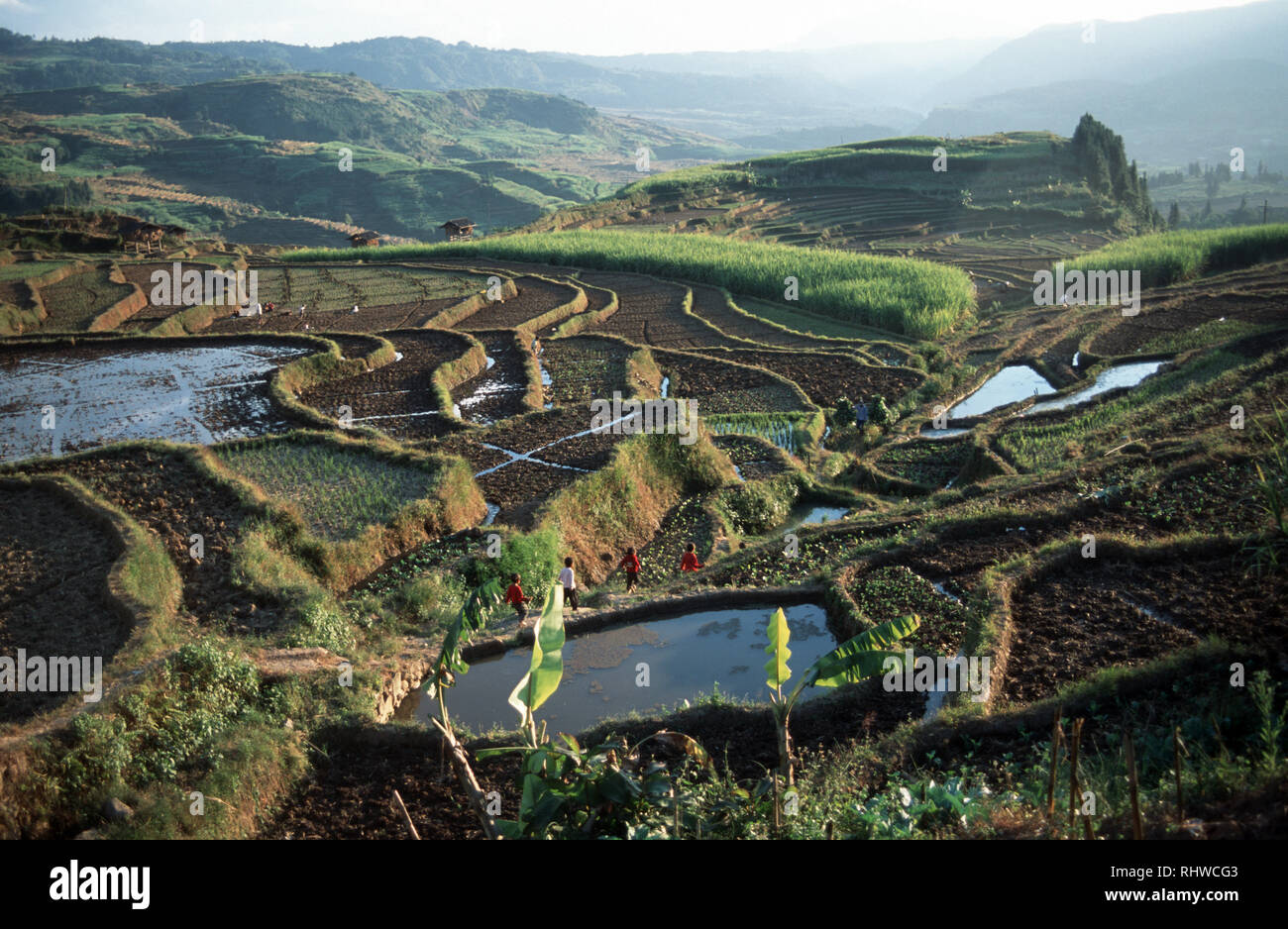 Children Running In Rice Field High Resolution Stock Photography and ...