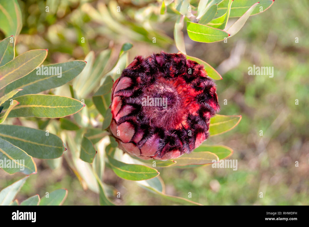 Red Protea flower Stock Photo - Alamy