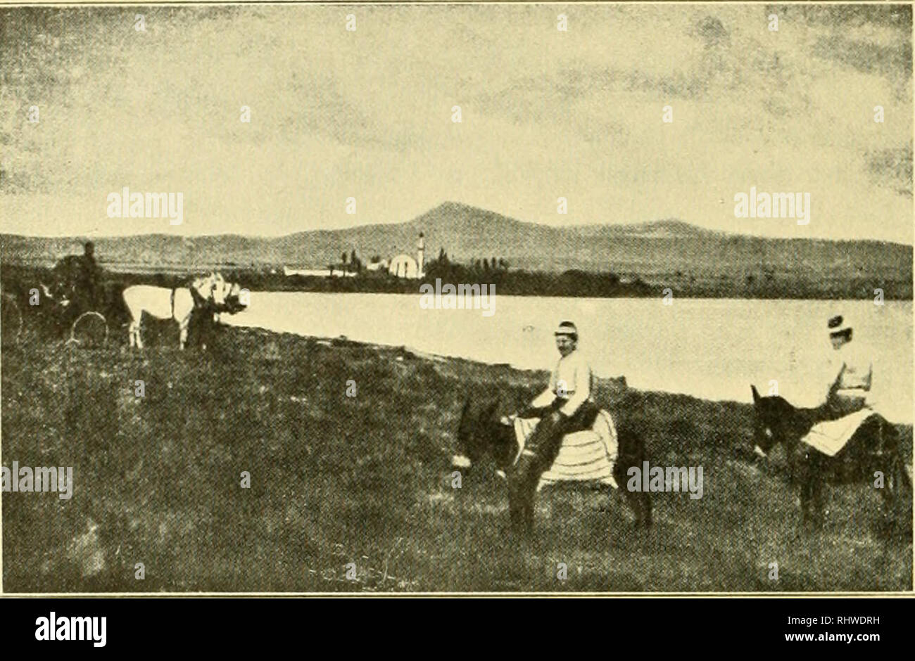 Paludal hi-res stock photography and images - Alamy