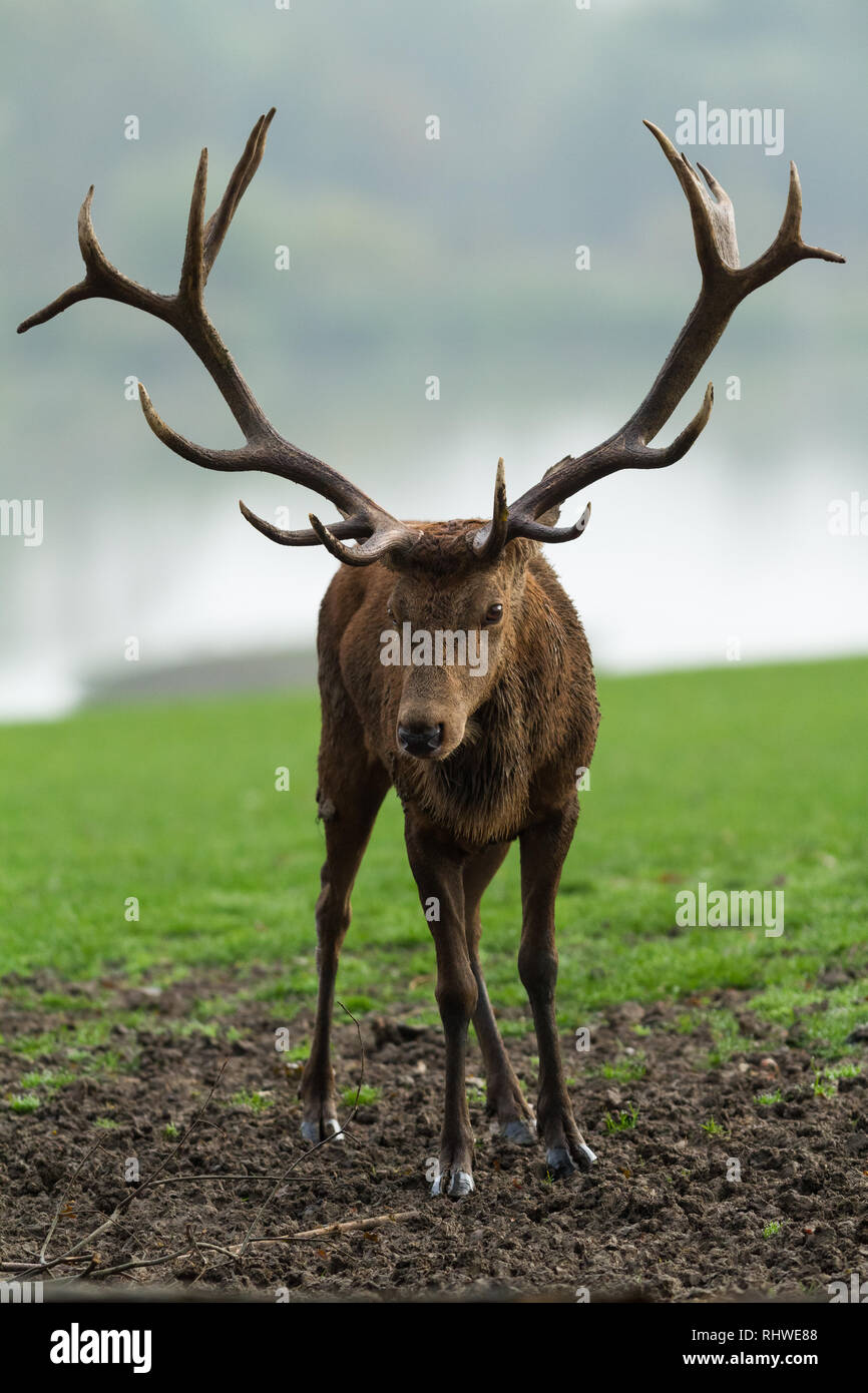 Deer in the forest Stock Photo - Alamy