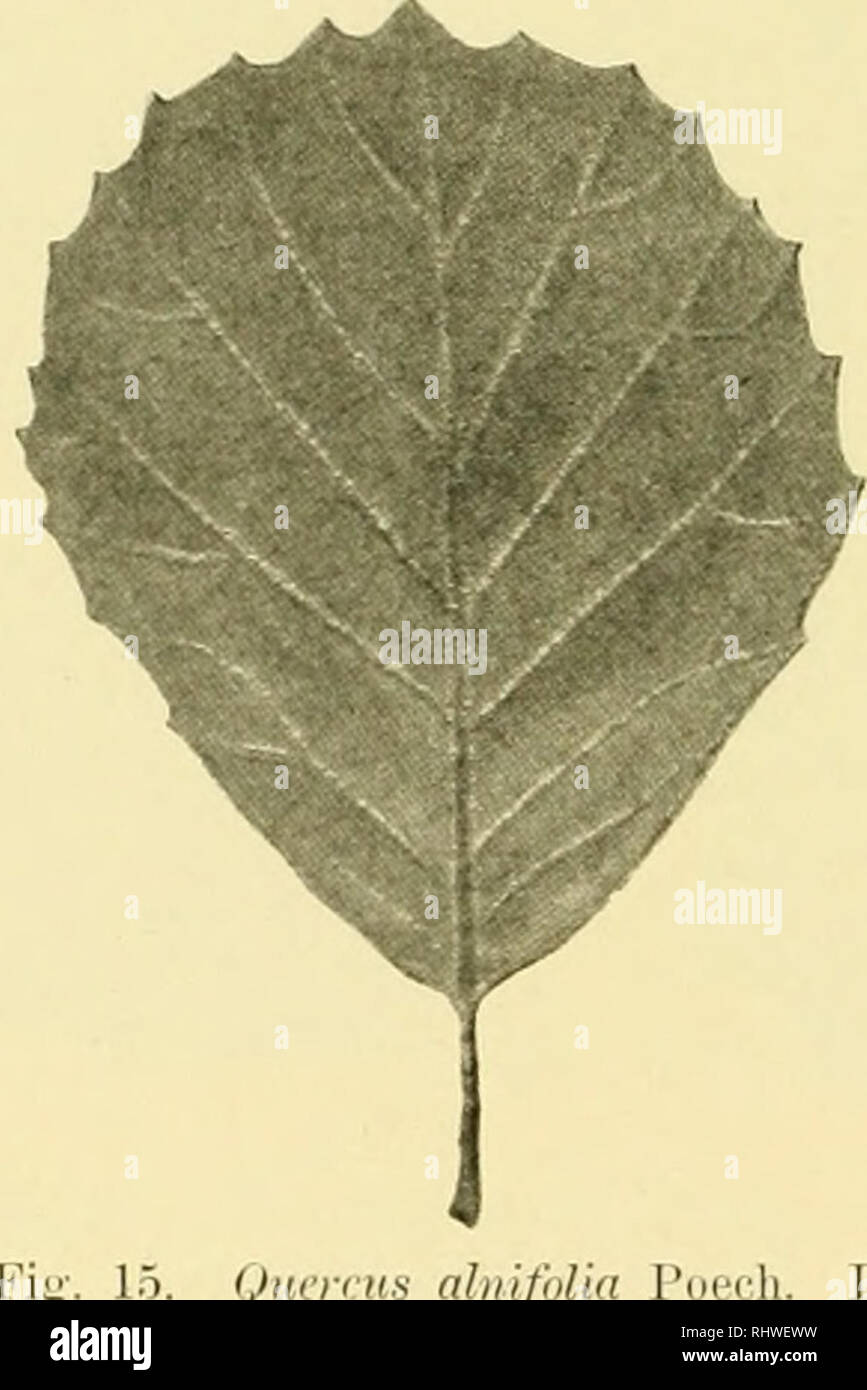 . Bergens Museums skrifter. Science. Fagaceae A. Br. Quercus lusitmiica ...