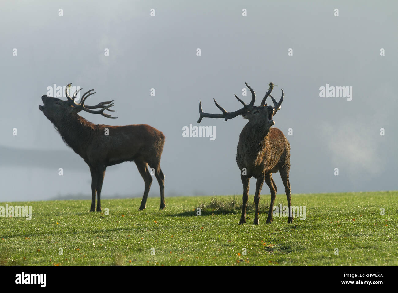 Deer head antler vector hi-res stock photography and images - Alamy