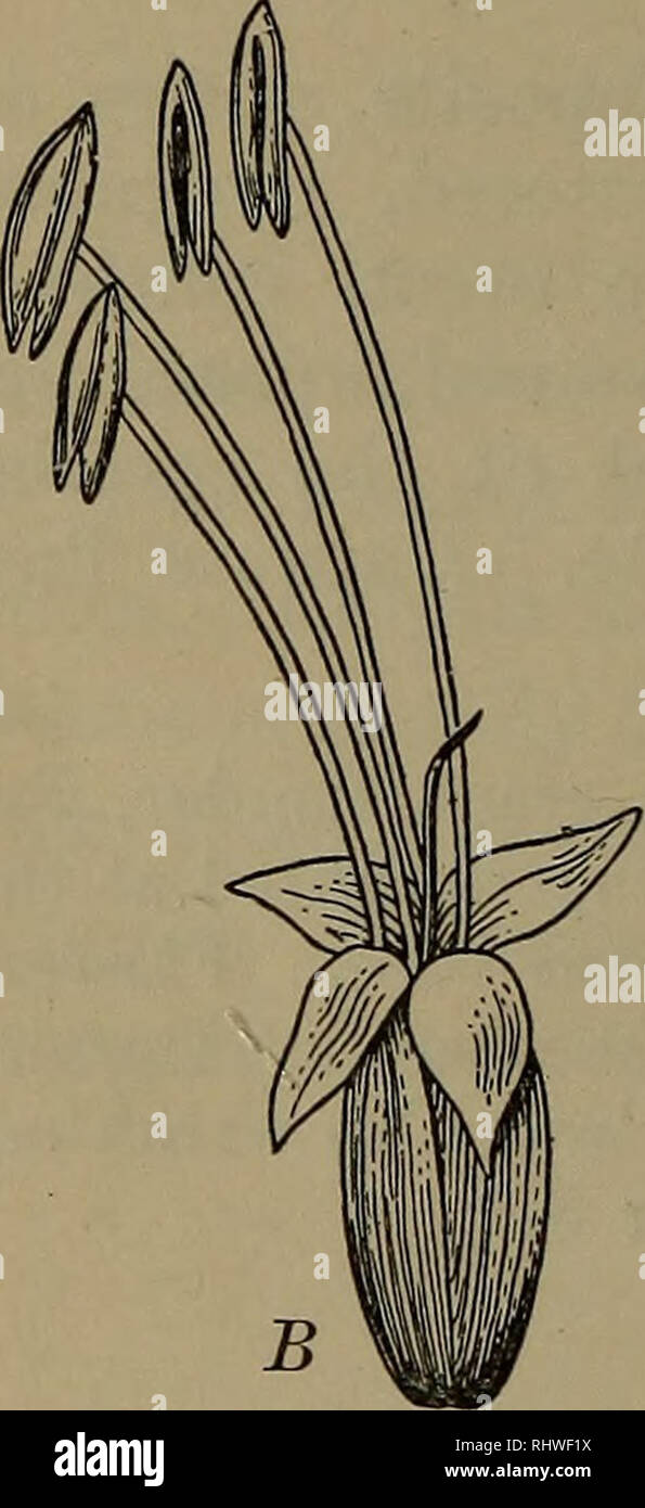 Elliptical Rounded Leaves High Resolution Stock Photography and Images ...