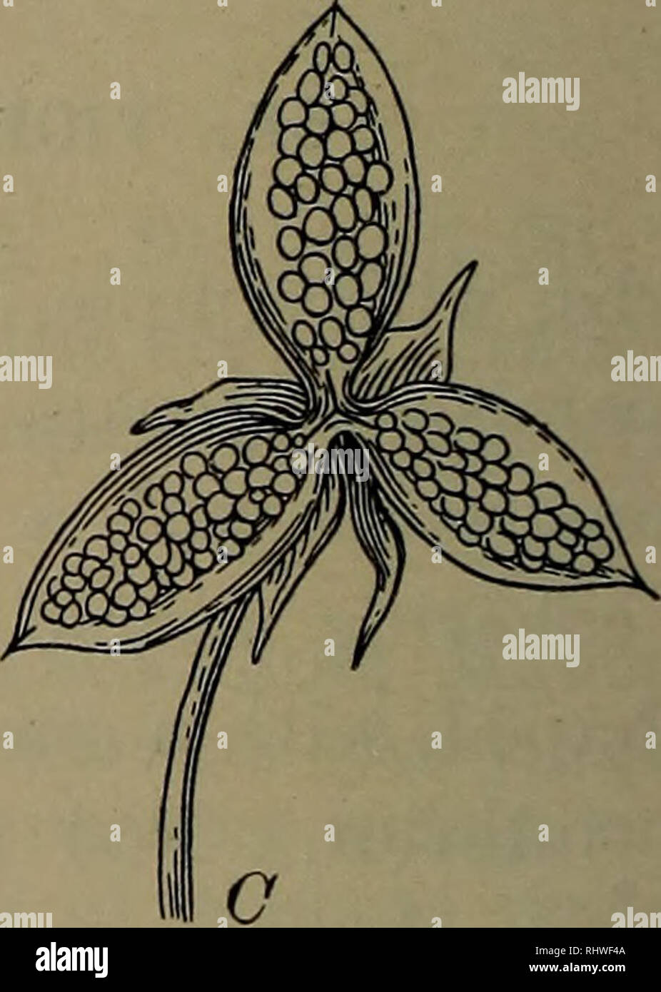 Palmately Cleft Leaves High Resolution Stock Photography and Images - Alamy