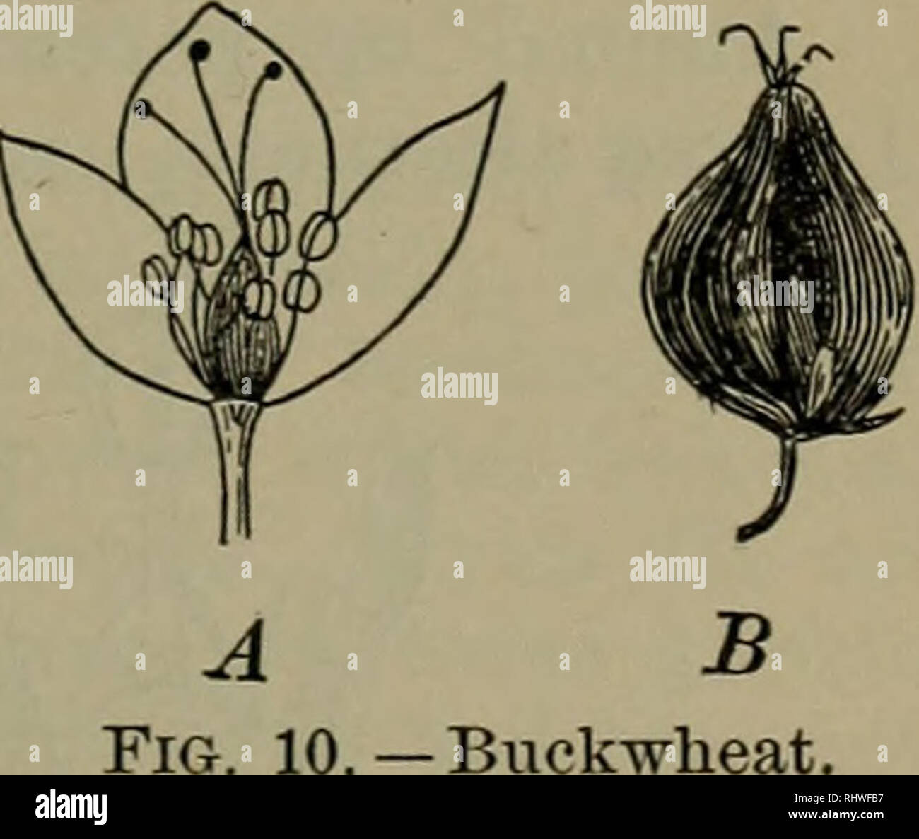 Acute dock hi-res stock photography and images - Alamy