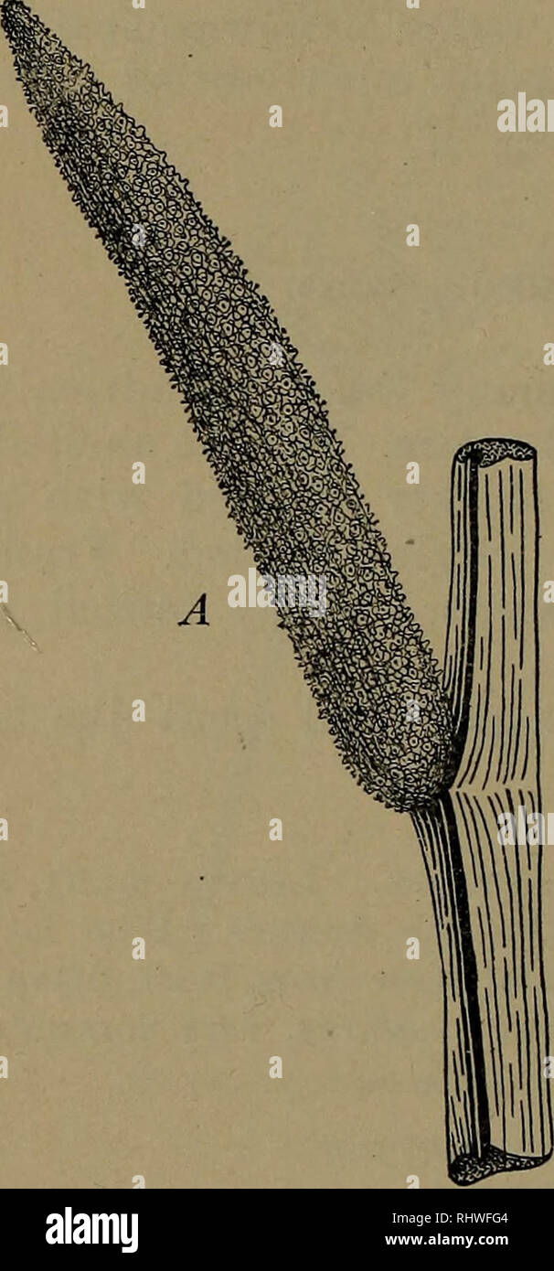 Mucilaginous sheaths hi-res stock photography and images - Alamy