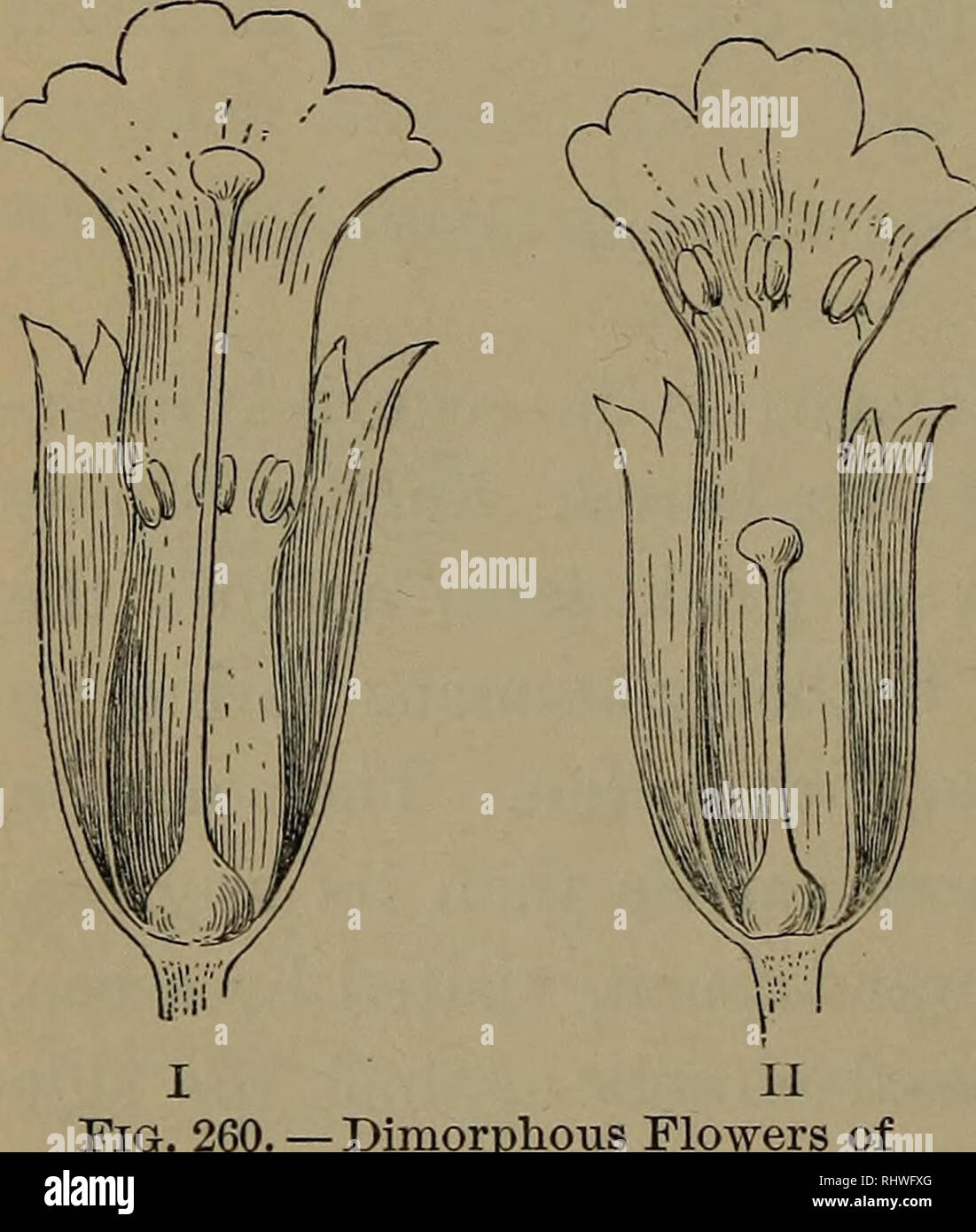 . Foundations of Botany. Botany. Fig. 259. — Flower and Stamens of ...