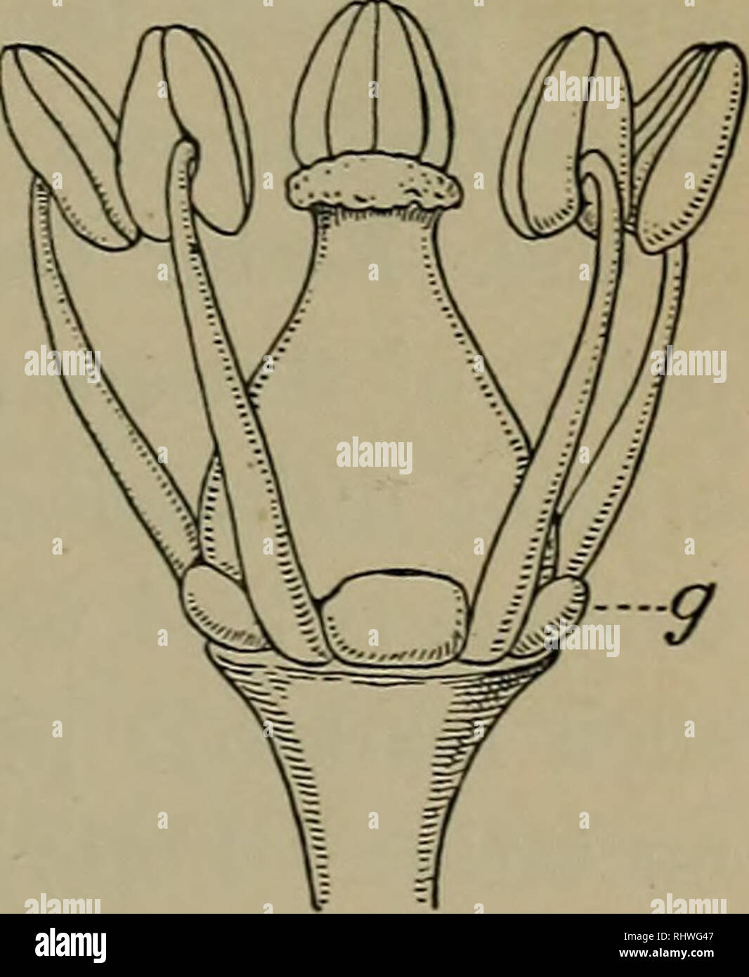 Scent pouches hi-res stock photography and images - Alamy