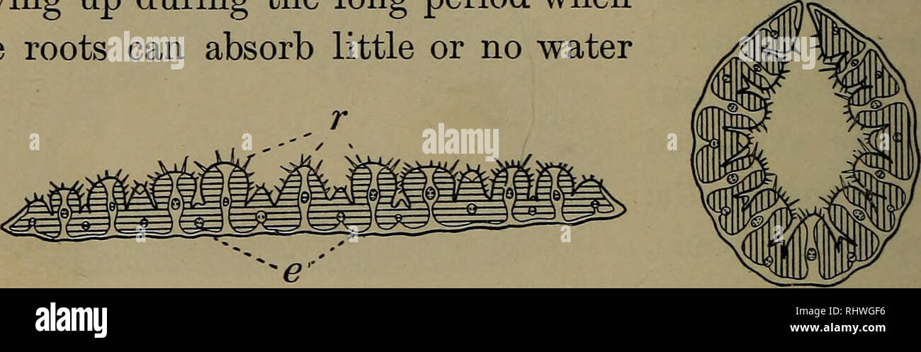 Mesophyte Cross Section