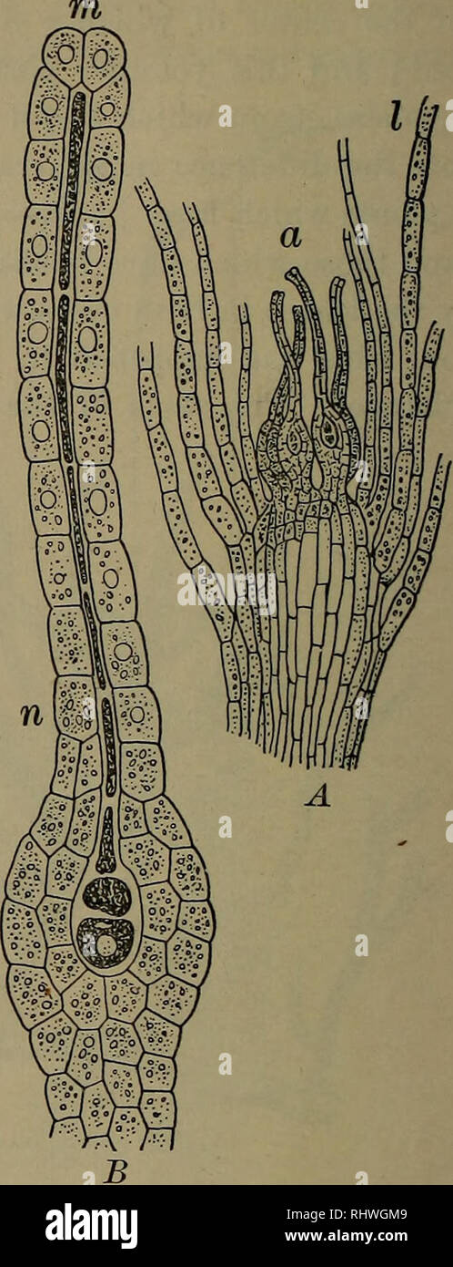 . Foundations of Botany. Botany. Fig. 208.— The Antheridium of a Moss ...