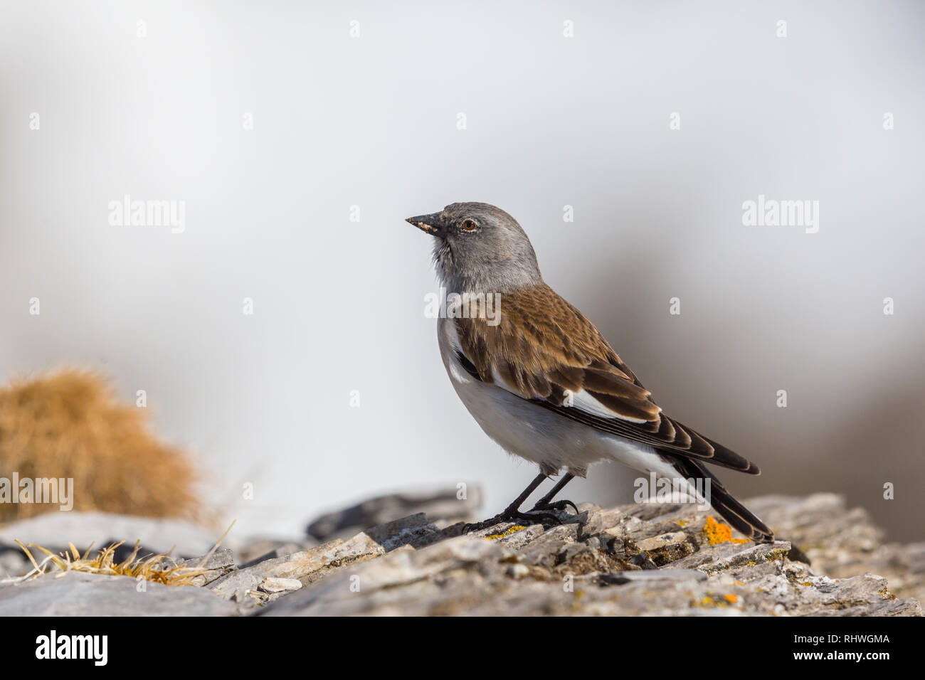 White Winged Snowfinch High Resolution Stock Photography and Images - Alamy