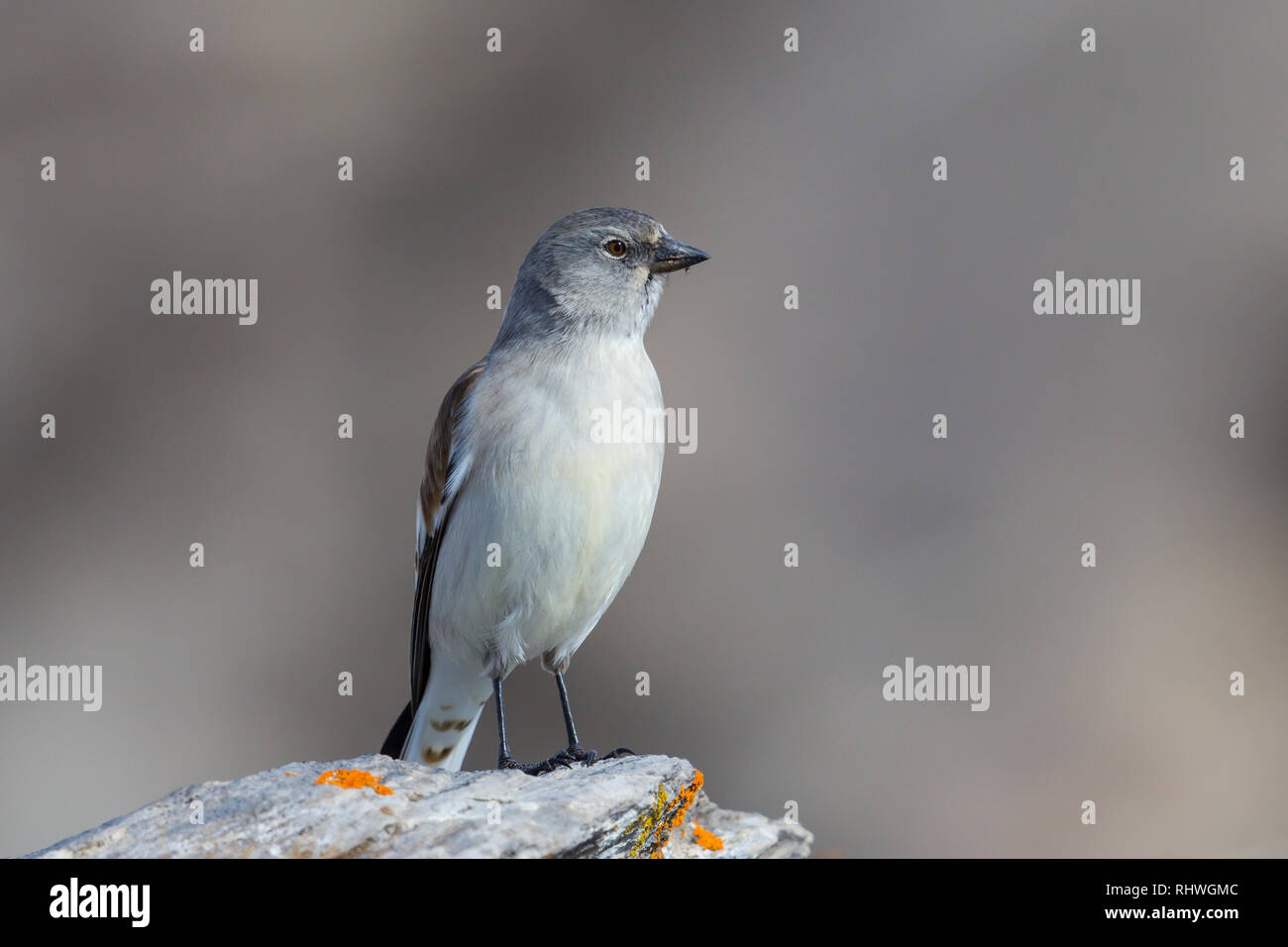 natural portrait isolated white-winged snowfinch bird (montifringilla ...