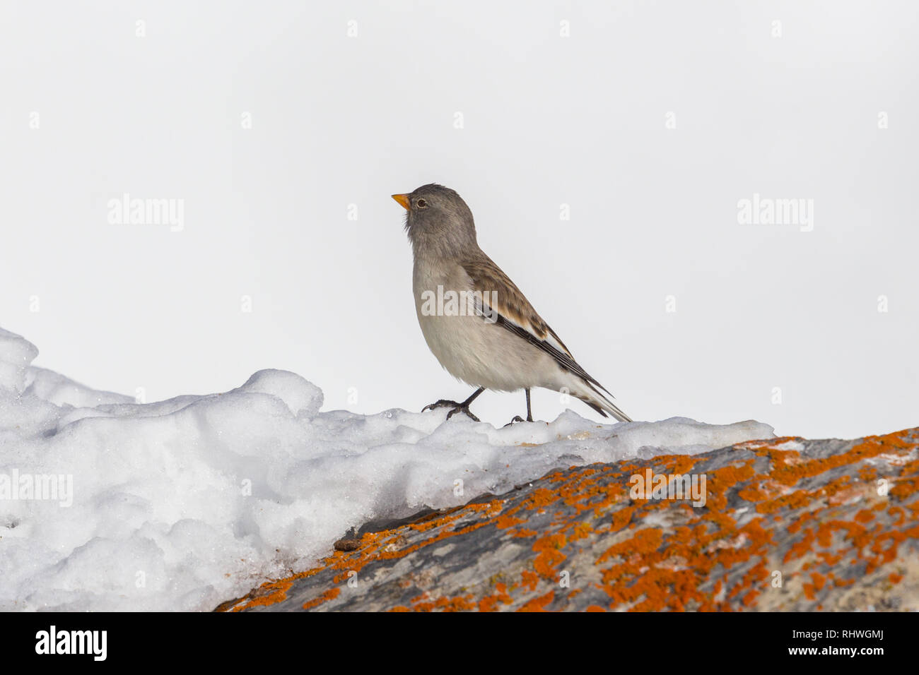 White winged snowfinch hi-res stock photography and images - Alamy