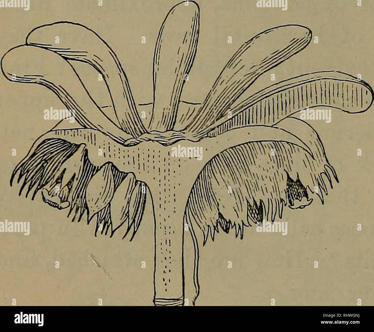 . Foundations of Botany. Botany. 280 FOUNDATIONS OF BOTANY Do both ...