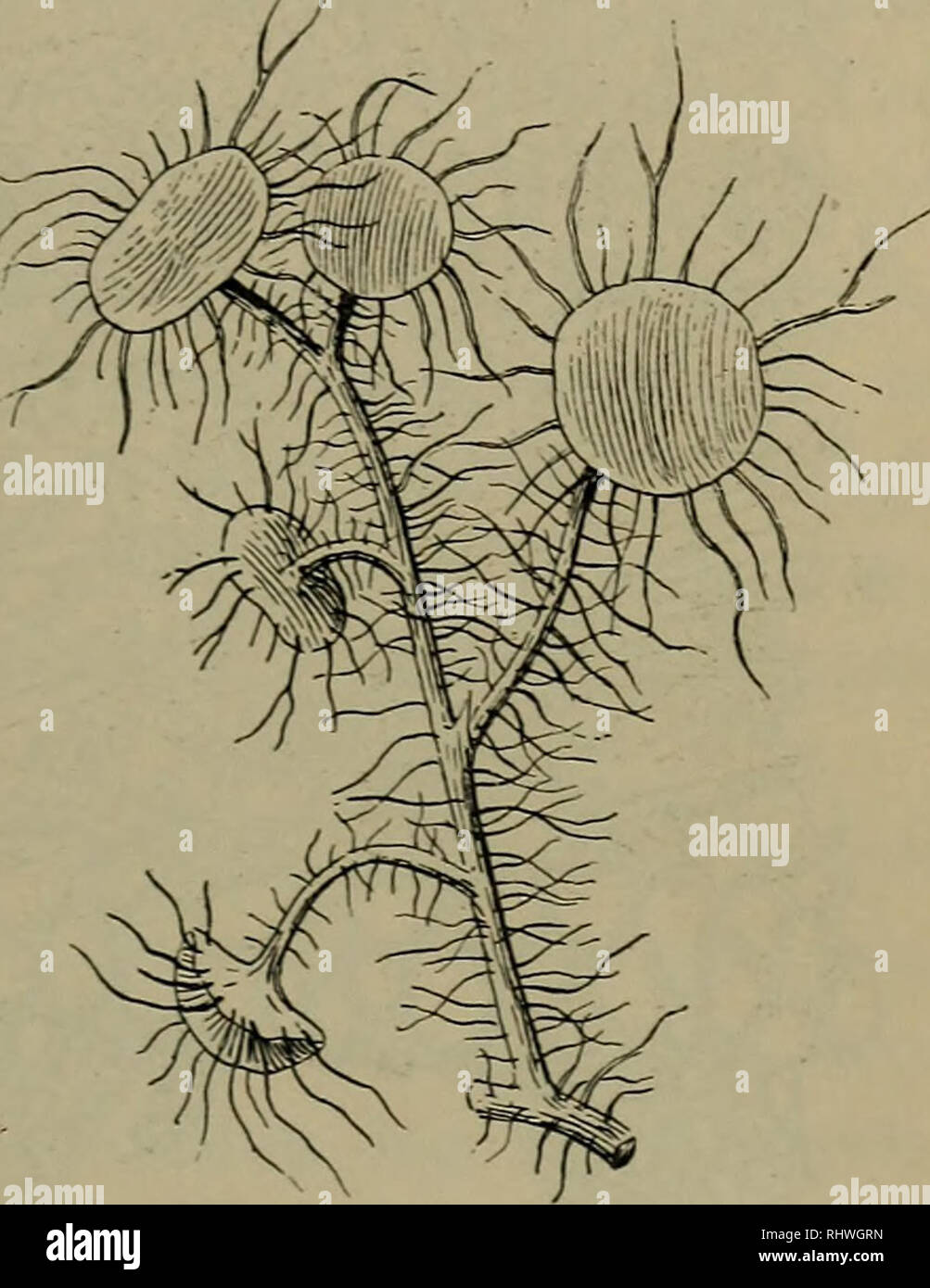 Powdery soredia hi-res stock photography and images - Alamy