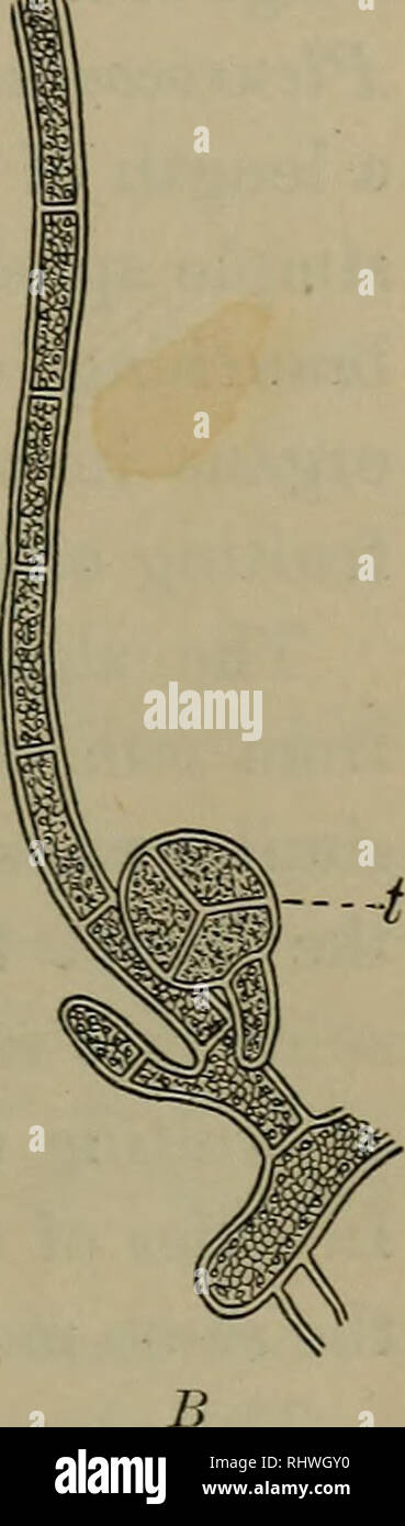 Nemalion hi-res stock photography and images - Alamy