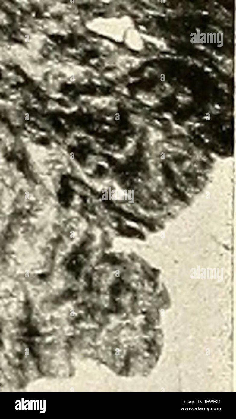 . Bergens Museums aarbok. ^s-. Fig. 25. Granat førende, kulholdig ...