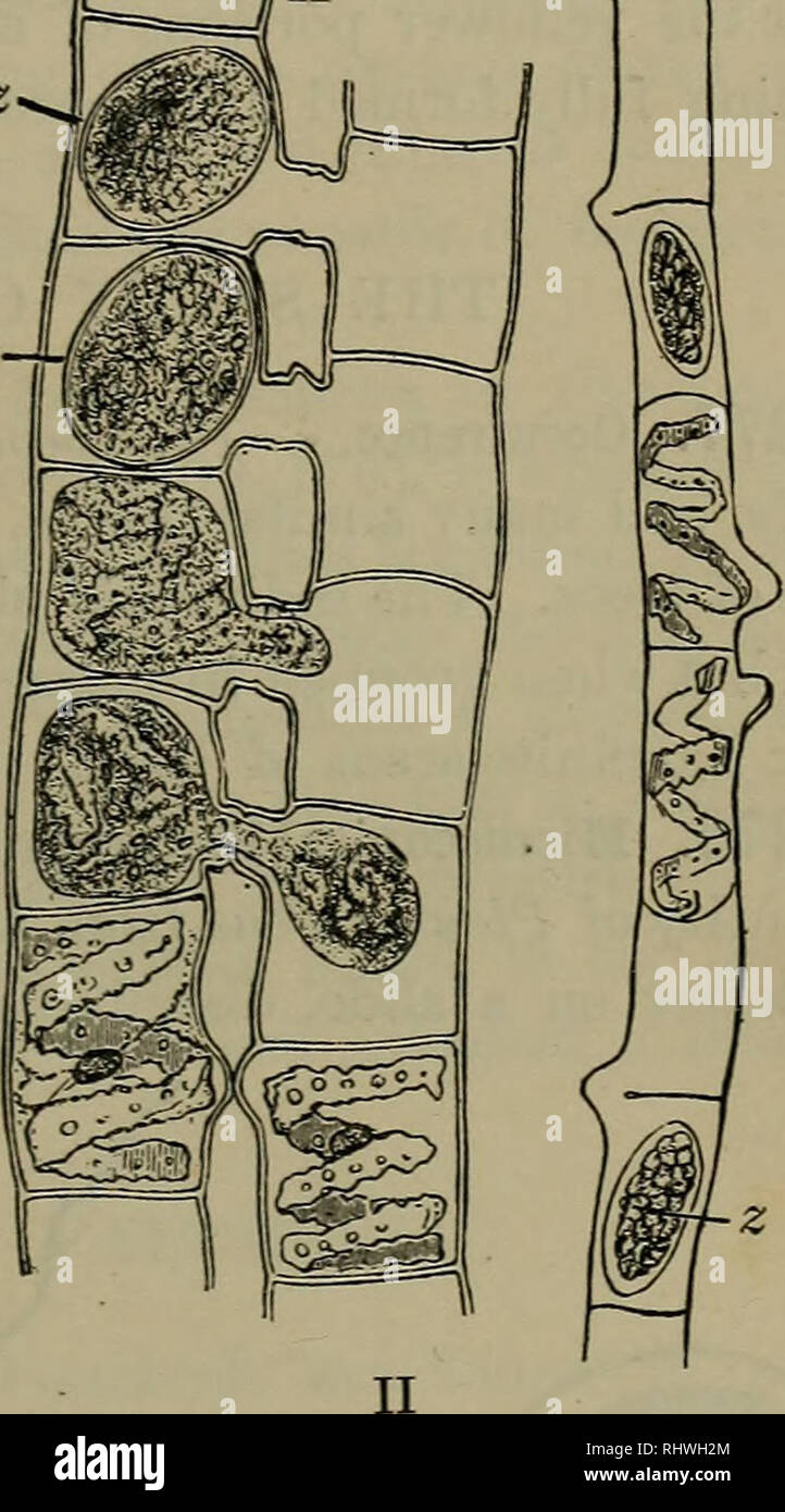 . Foundations of Botany. Botany. Fig. 178.—Conjugation of Cells of ...