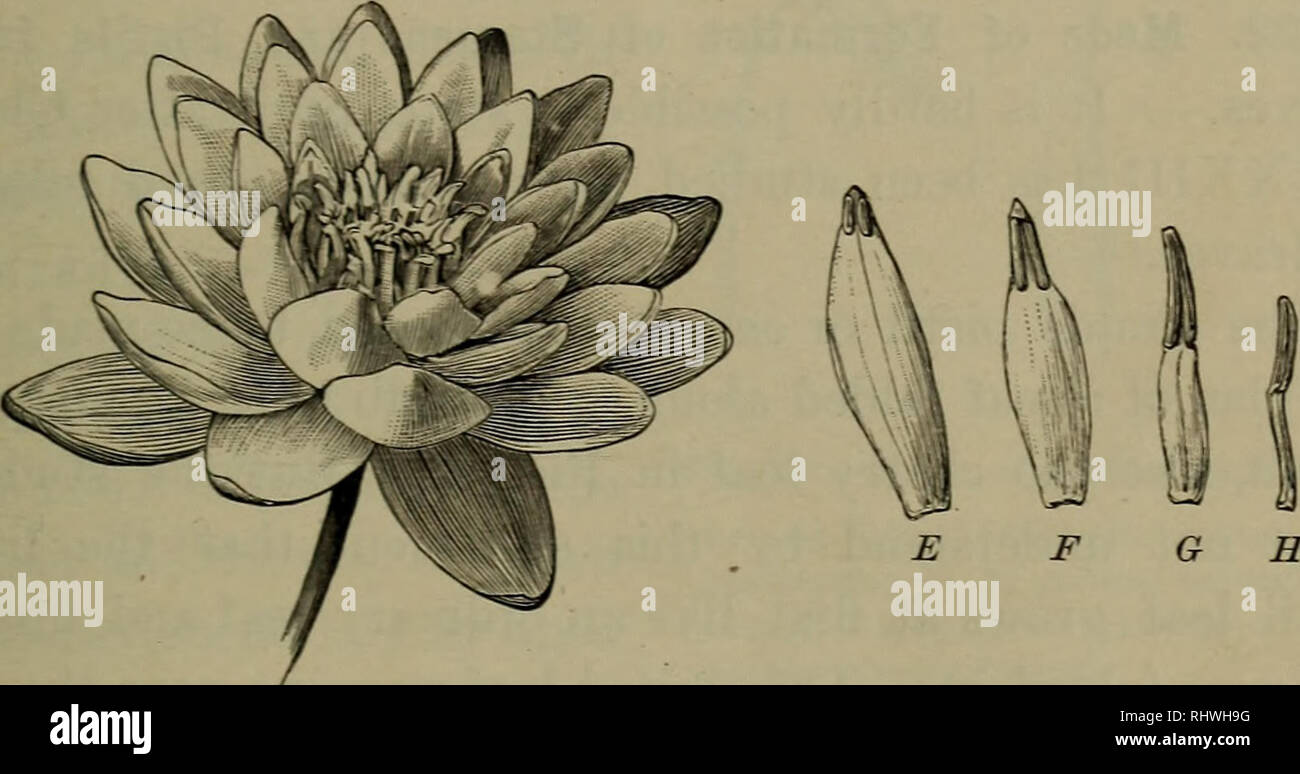 . Foundations of Botany. Botany. TRUE NATURE OF ELORAL ORGANS 209 about ...