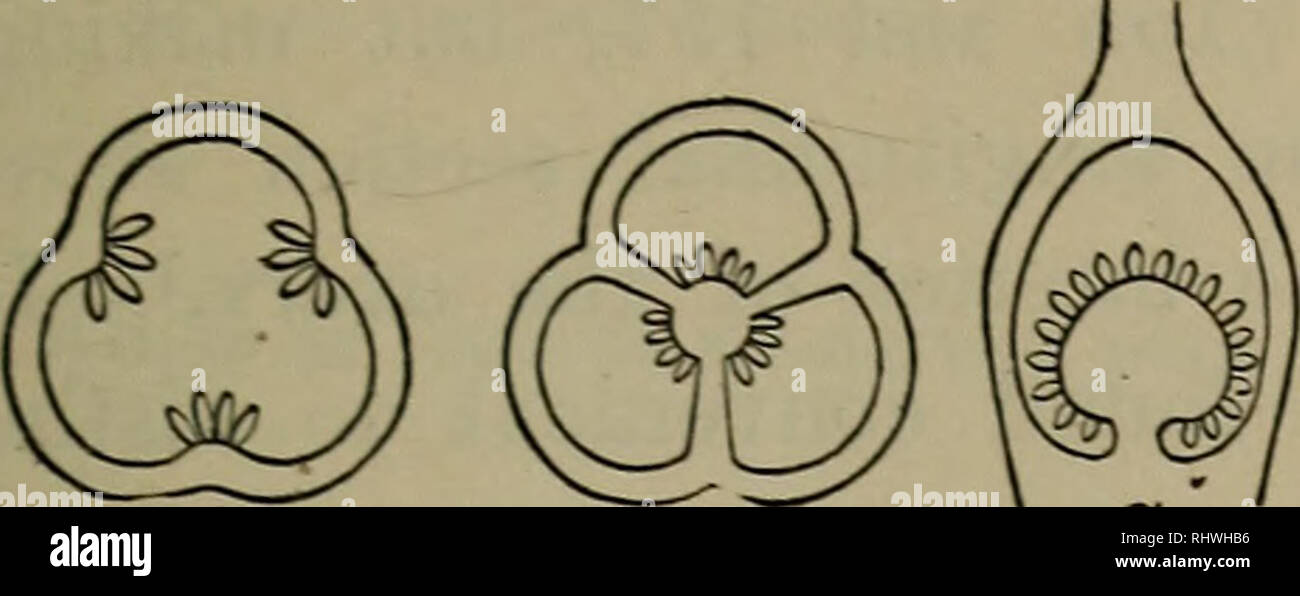 . Foundations of Botany. Botany. STRUCTURE OF THE FLOWER AND ITS ORGANS ...