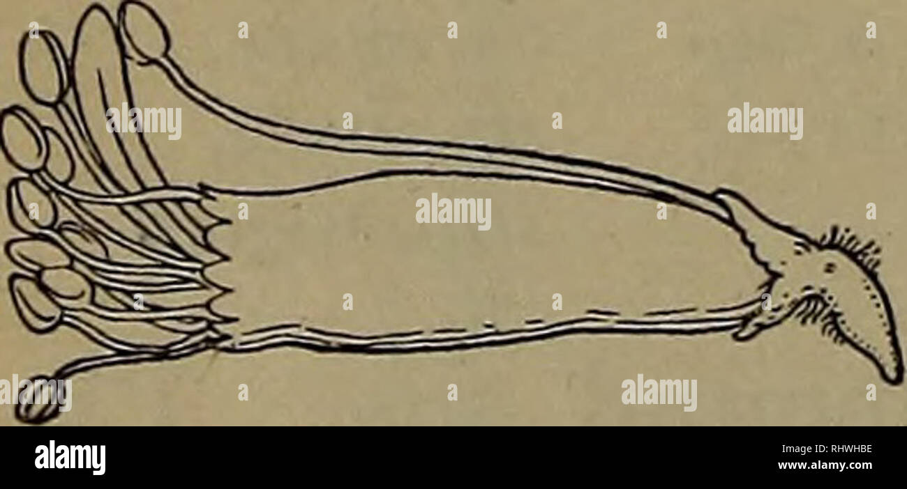 . Foundations of Botany. Botany. Fig. 151. Monadelphous Stamens of ...