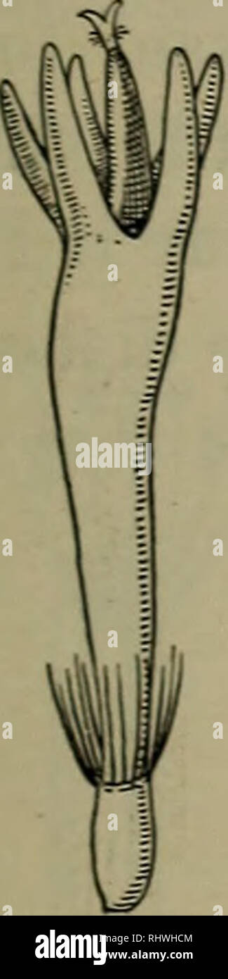 . Foundations of Botany. Botany. STRUCTURE OF THE FLOWER AND ITS ORGANS ...