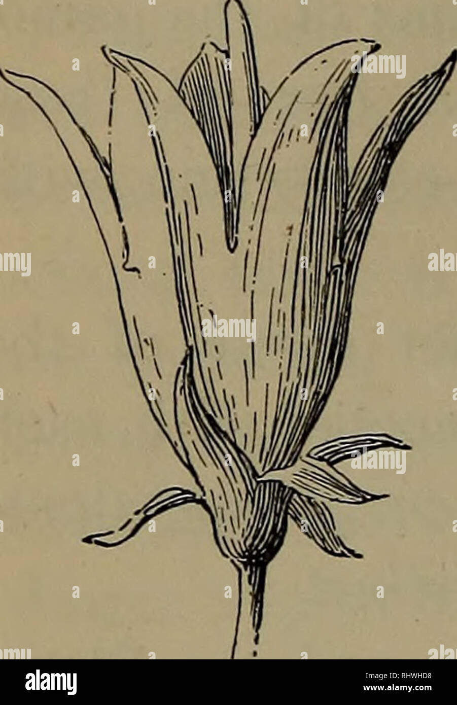 Monadelphous group hi-res stock photography and images - Alamy