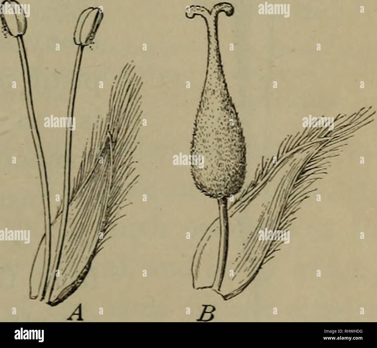 Polypetalous High Resolution Stock Photography and Images - Alamy