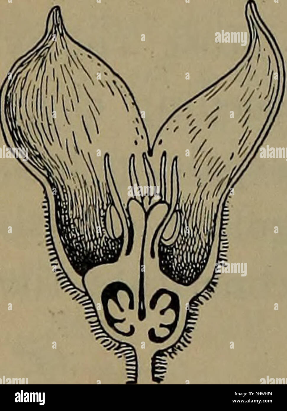 The essential parts of a flower hi-res stock photography and images - Alamy