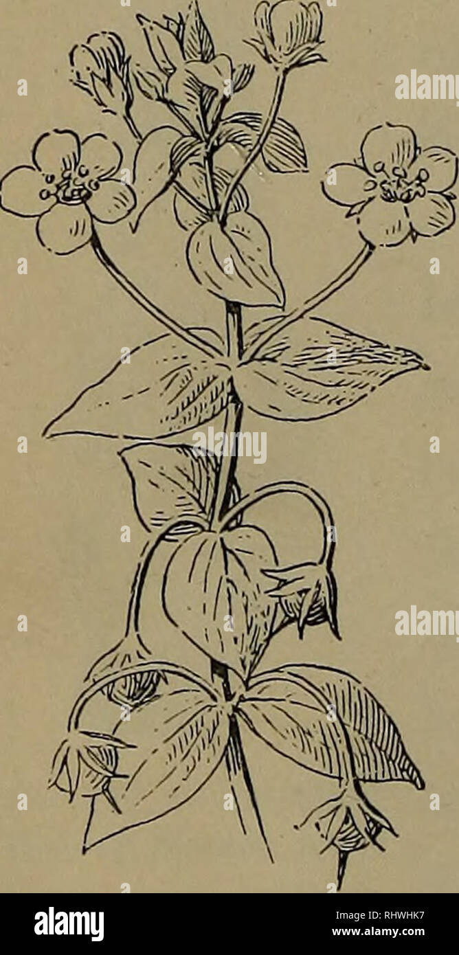 Indeterminate inflorescence hi-res stock photography and images - Alamy