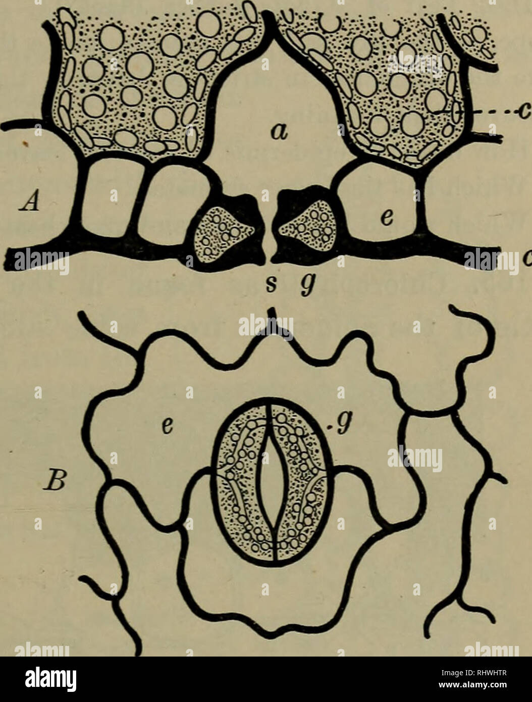 Parts of stomata hi-res stock photography and images - Alamy