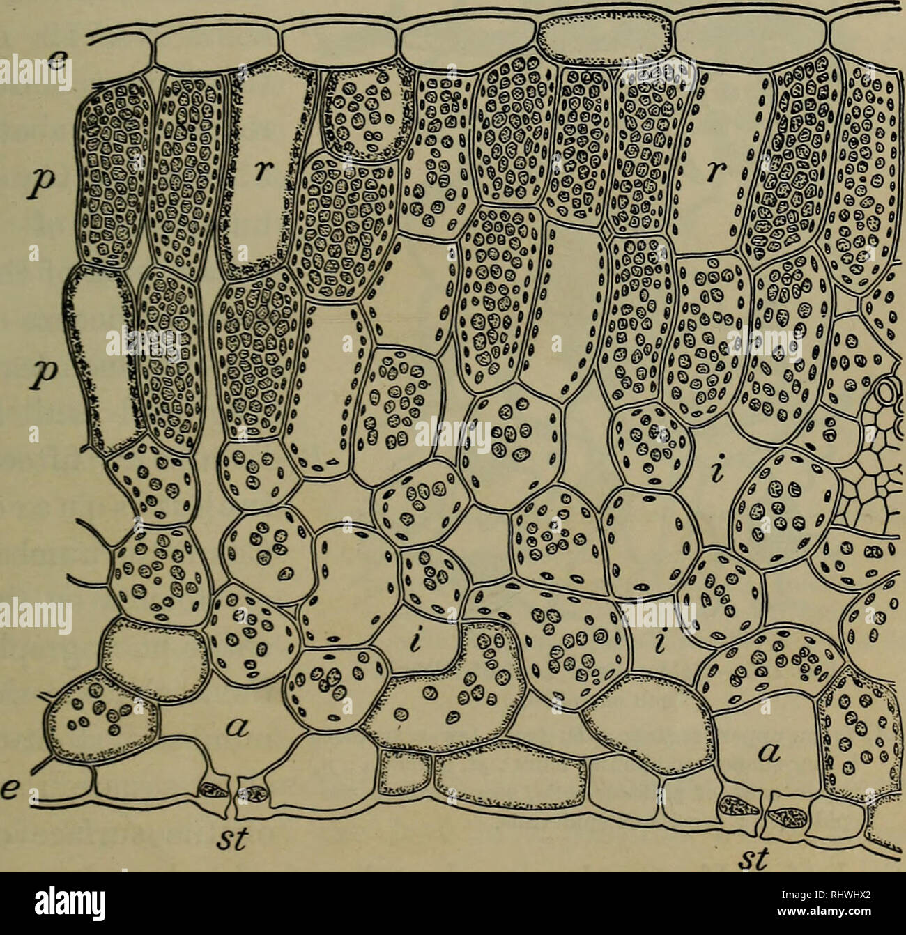 Microscopic Leaf Structure