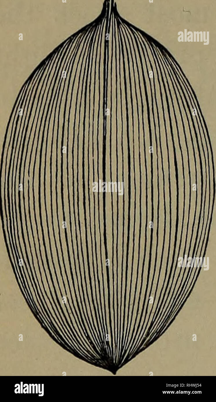 . Foundations of Botany. Botany. 136 FOUNDATIONS OF BOTANY. Fig. 100 ...