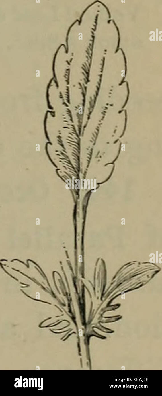 Palmately divided leaf hi-res stock photography and images - Alamy