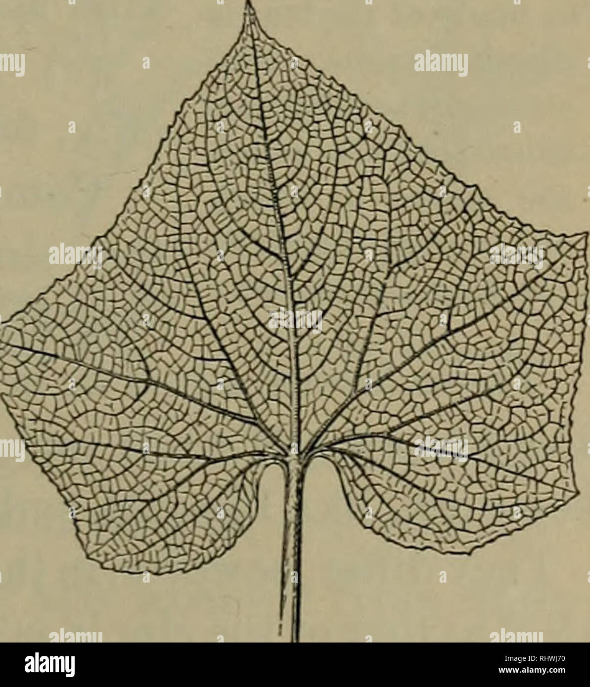 Netted vein hi-res stock photography and images - Alamy