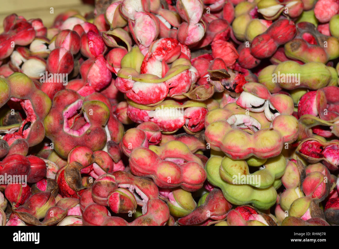 Manila tamarind, Pithecellobium dulce (Roxb.) Benth Stock Photo - Alamy