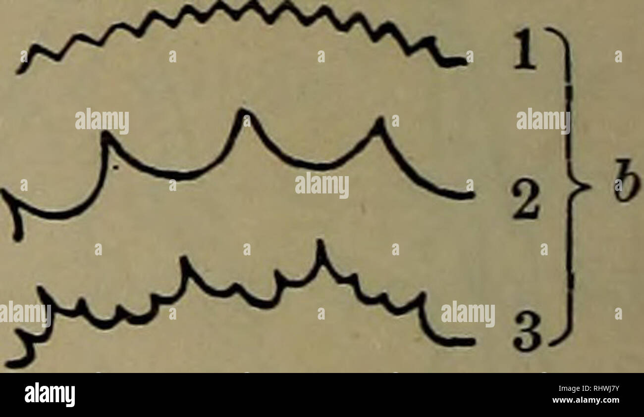 Margins deeply serrate hi-res stock photography and images - Alamy