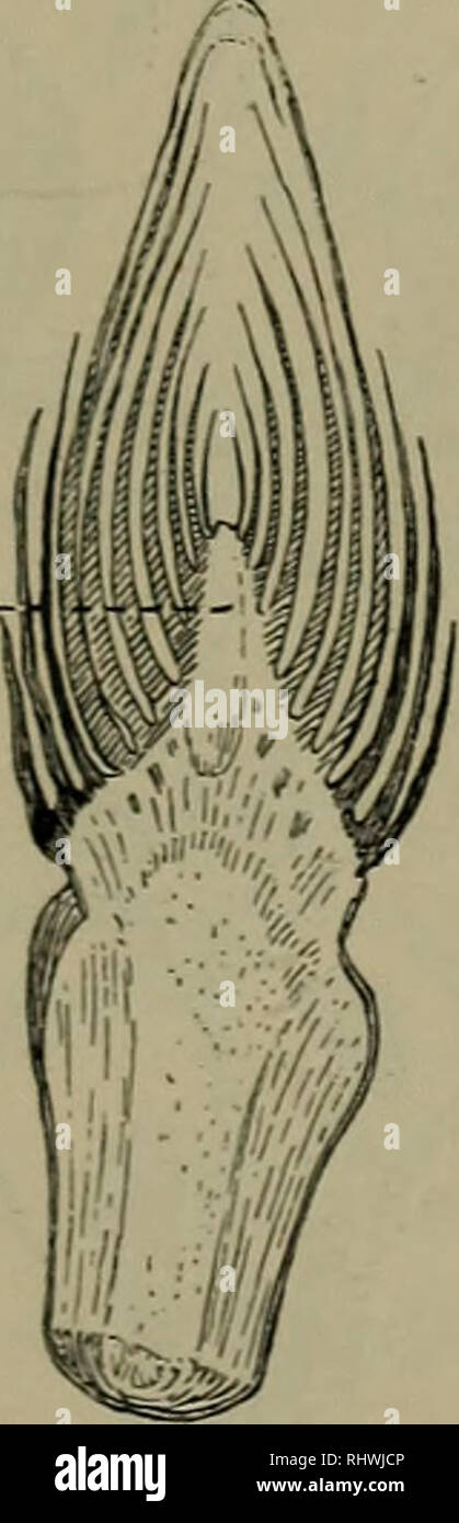 Will elongate hi-res stock photography and images - Alamy