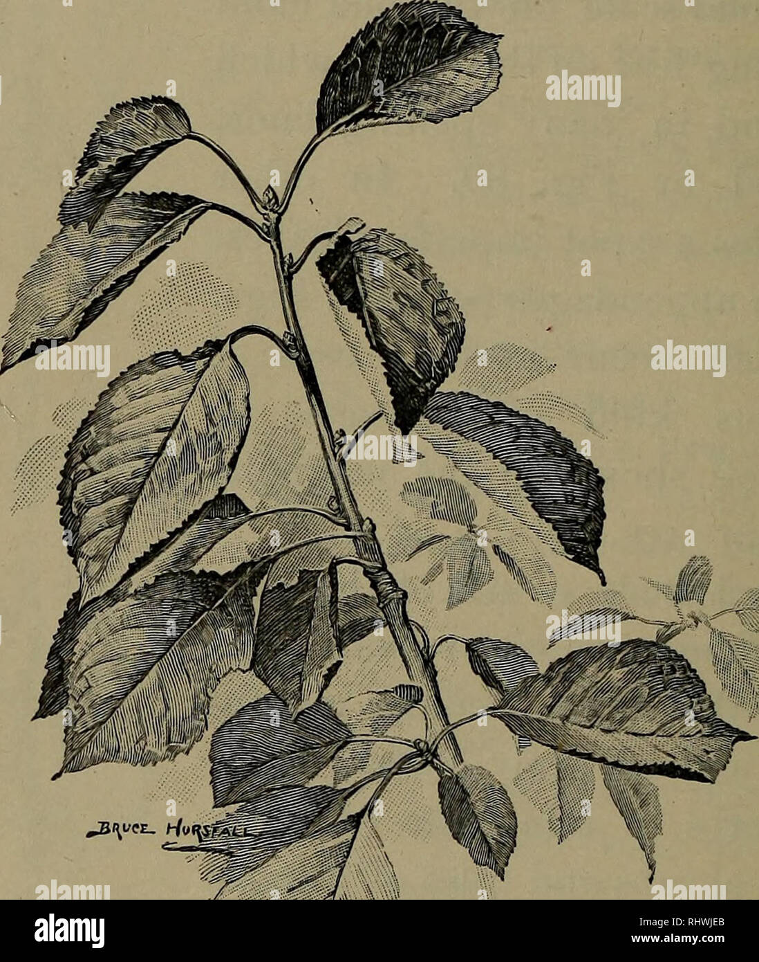 . Foundations of Botany. Botany. 122 FOUNDATIONS OF BOTANY The plumule ...