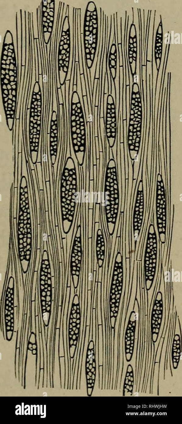 . Foundations of Botany. Botany. Fig. 72. —Cross-Section of Beech-Wood ...